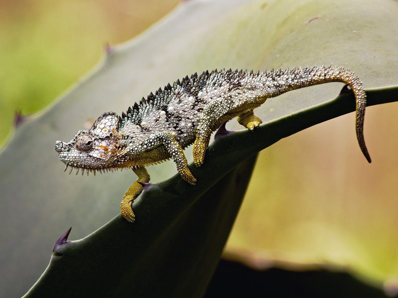 fondos de pantalla de Garrobo. wallpapers de Garrobo