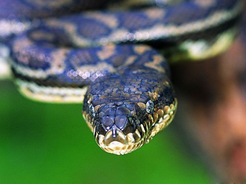 fondos de pantalla de Vibora Negra. wallpapers de Vibora Negra